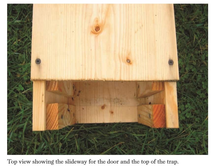 How To Build A Live Animal Trap An Easy Illustrated Guide 