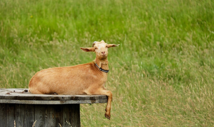 The Complete Guide to Raising Goats for Beginners M.D. Creekmore M.D ...
